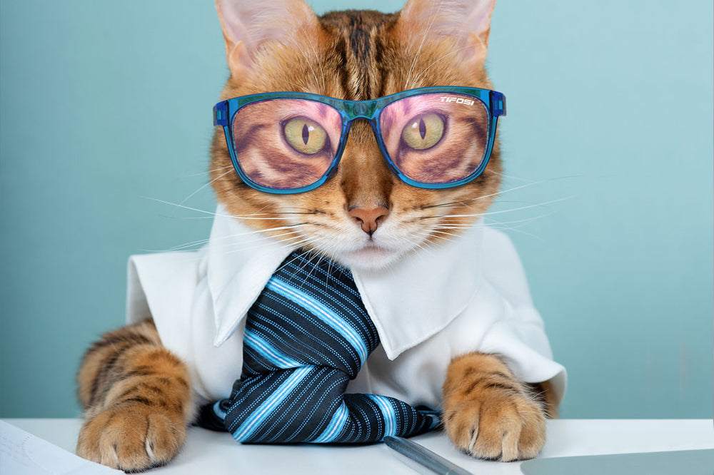 Computer Cats Finally Get Theirs | Tifosi Optics